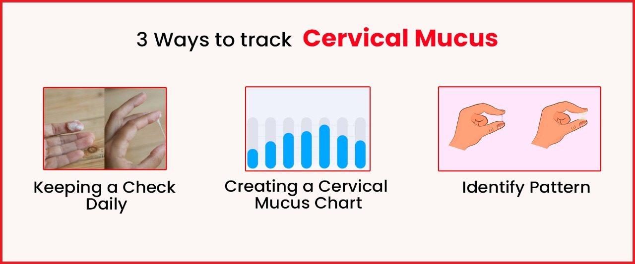 Cervical Mucus - Functions, Stages, Tracking & Fertility