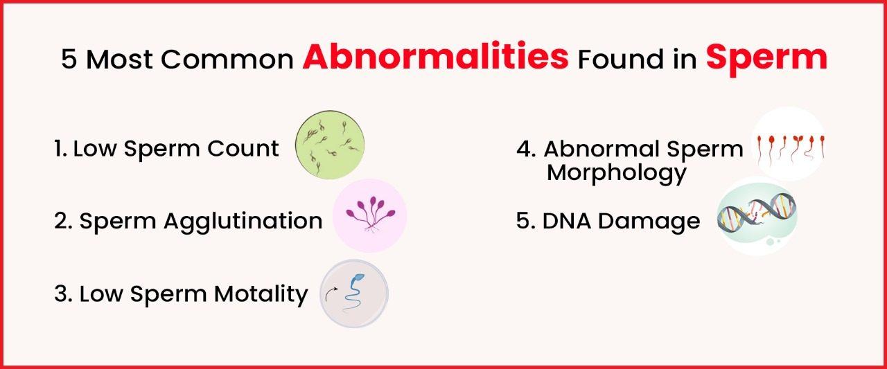Sperm Abnormalities - Most Common Causes and Treatment